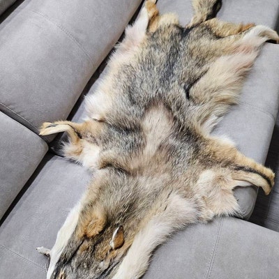 Wild Coyote Pelt Natural Colored Coyote Fur Genuine Wild Animal Skin ...