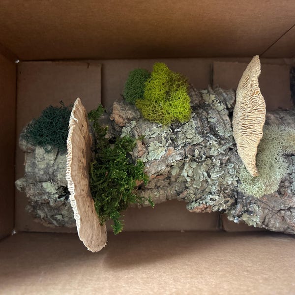 Floating Forest Art Gift, Moss on Cork Bark Natural Wall Decor ...