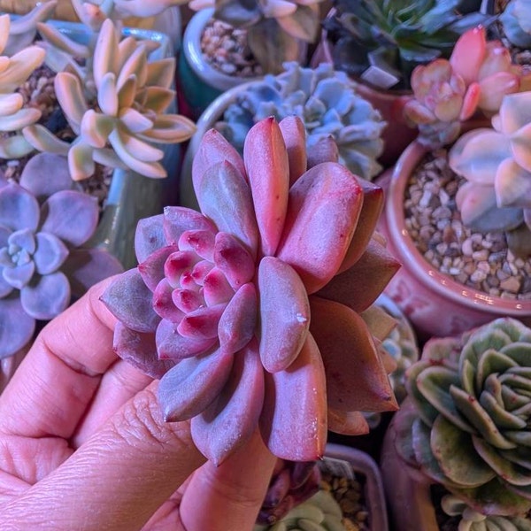 Echeveria Ariel Rare Succulent Plants Live, 2 Heads 3-3.5” Red, Bare ...