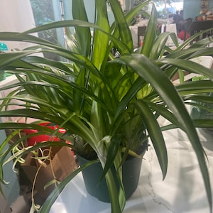 Dracaena Janet Craig Compacta Cane Plant in 2g Pot | Etsy