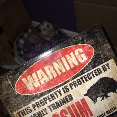 Funny Opossum Warning Sign, Opossum Decor, Marsupial, Wildlife Decor ...