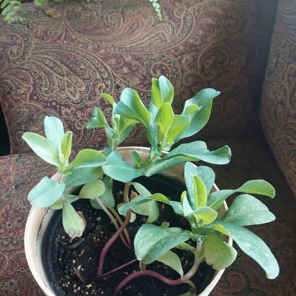 Silver Falls Dichondra Seeds Ponyfoot Seeds Silver Falls Seeds ...