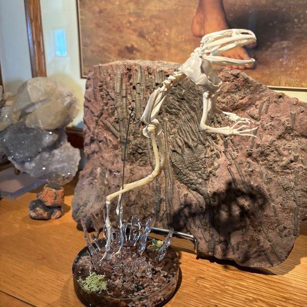 Real Lionfish Skeleton, Dendrochirus, Fish Taxidermy, on Queen Chess ...