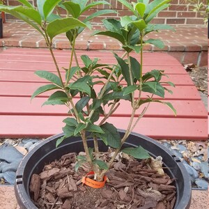 Orange Flowering Fragrant Tea Olive osmanthus Live Plant | Etsy