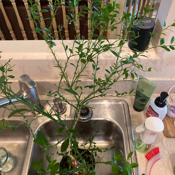 Finger Lime Tree , 1/2 Gallon Pot - Microcitrus Australasica in Half ...