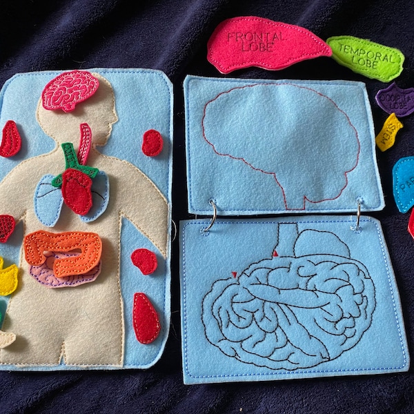Felt Human Brain Puzzle: Quiet Book Page, Medical Learning Board - Etsy