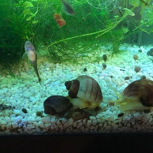 Super Snello 8oz, Aquatic Snail Food, Dehydrated, Snail Jello, Mystery ...