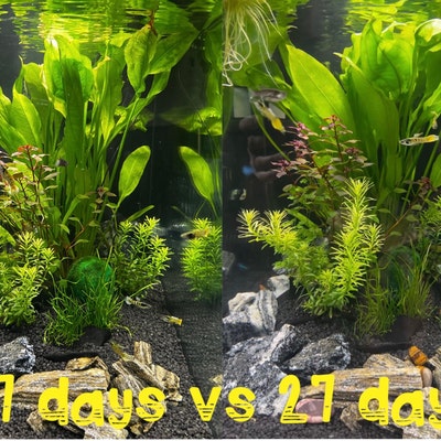 Starter Pack Live Aquarium Plant Aquatic Tropical Fish Java Moss Crypt ...