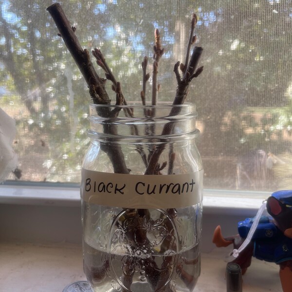 Trending Dog Paw Collar Colorful Ring Sz9 Plated Silver Always in My ...