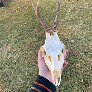 Custom Project on a Fallow Deer Skull for Your Own Antler - Etsy