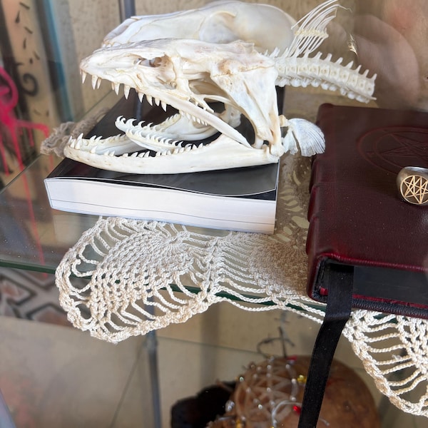 Real Moray Eel Skull 12 Cm, Monster Fish Taxidermy, Pharyngeal Jaw ...
