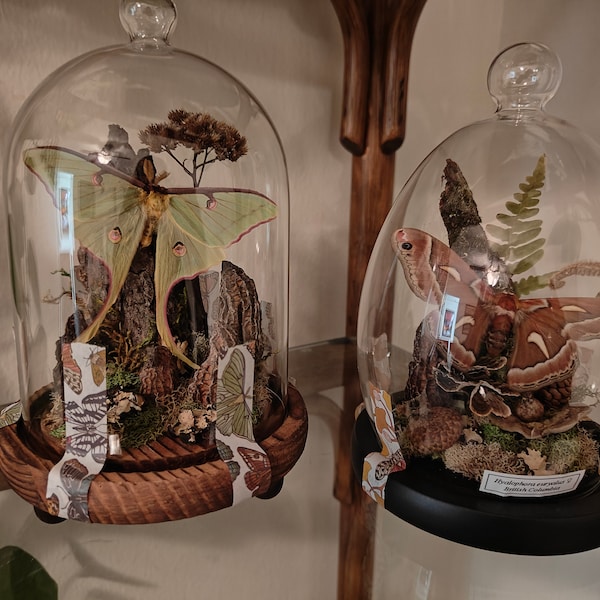 Giant Cicada & Empress Cicada Shadow Box Framed Quesada Gigas ...