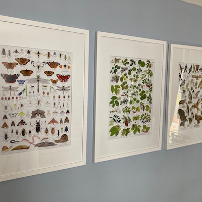 British Tree Leaves Wildlife A3 Poster Art Print, Nature Identification ...