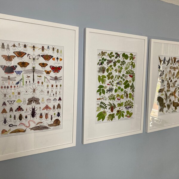 British Tree Leaves Wildlife A3 Poster Art Print, Nature Identification ...