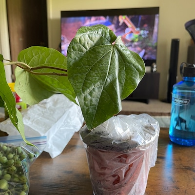 Fresh Whole Burdock Root Gobo Root - Etsy