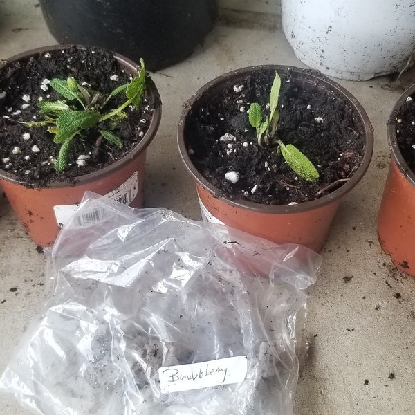2 Salvia Nemorosa 'bumbleberry' Live Perennial Plants. Stunning Colors ...