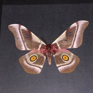 Rare Pink Form Gaudy Commodore Butterfly Framed Taxidermy - Etsy