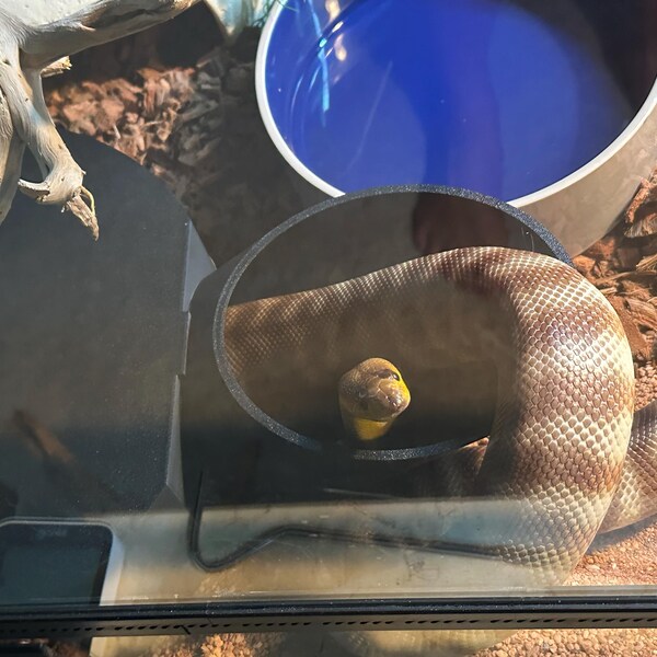 XL Hoggy Hide. Burrow Hide. Snake Hide for Western Hognose, Colubrids ...