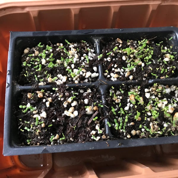 Canadian Hosta Seeds 40+ Hardy Perennials, Shade Garden, Hand-harvested ...