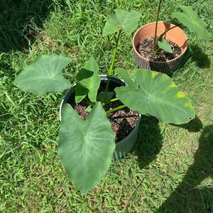 Elephant Ear loti 5 Plant | Etsy