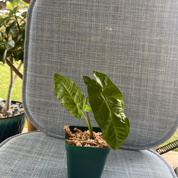 Ficus Thunbergii (oak Leaf Creeping Fig Aka Ficus Pumila Var ...