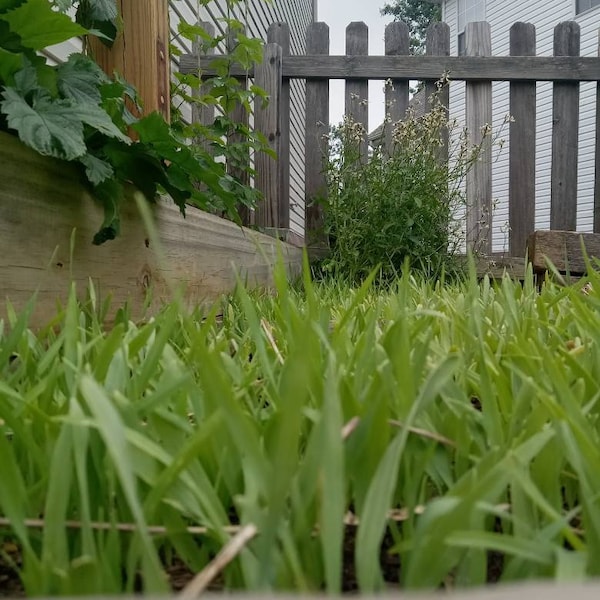 Blackjack II (maya) Bermuda Grass Seed - Etsy