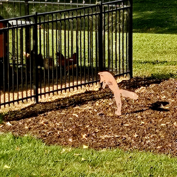 Rustic Metal Fox Garden Sculpture | Weathered Fox Outdoor Decor | Rusty ...