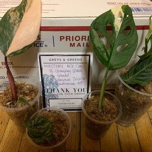 Philodendron Brandtianum Aff wild Form - Etsy