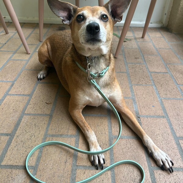 Standard 3 Foot Dog Leash: 1/2" Waterproof Biothane With Custom Colors ...