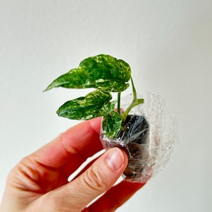 Albo Variegated Spider Man Monstera variegated Amydrium Medium Starter ...