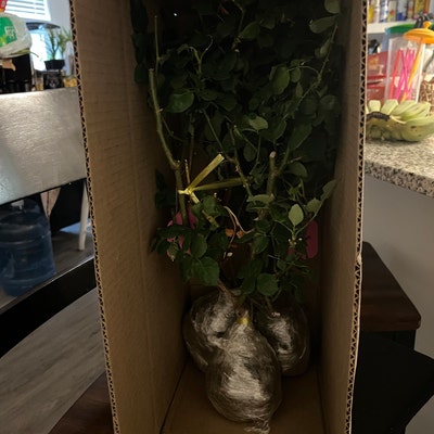 French Cut Rose Pink Strong Fragrant Rose Live Plant, 1 Gallon - Etsy