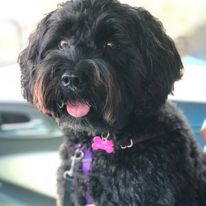 Boston Terrier Art Print of Original Watercolor Painting Dog | Etsy