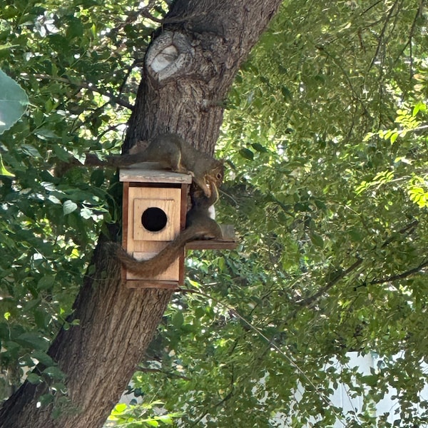 Large Squirrel House, Squirrel House, Cedar Squirrel House, Squirrel ...