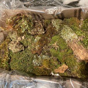 Star Moss Tortula Ruralis | Etsy