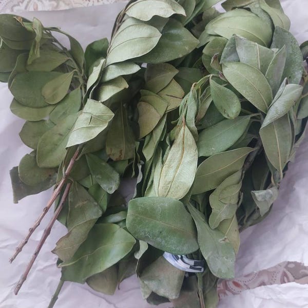 Espanta Muerto Seeds | False Daisy | Eclipta Prostata | Eclipta Alba ...
