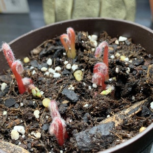 Italian Anemone Mistral Plus Rarity 10 Bulbs | Etsy