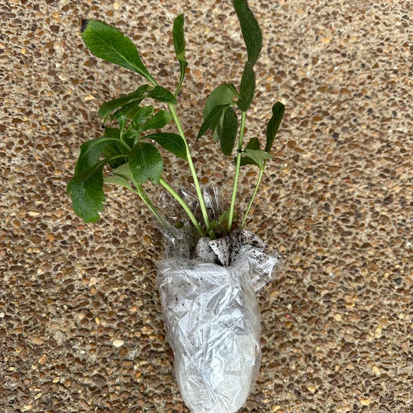 True Love Lenten Rose Rare Flowering Perennial Live Plant Lenten Rose ...