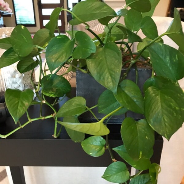 Labrador Line Drawing Labrador Wall Art Line Drawing Labrador Retriever ...