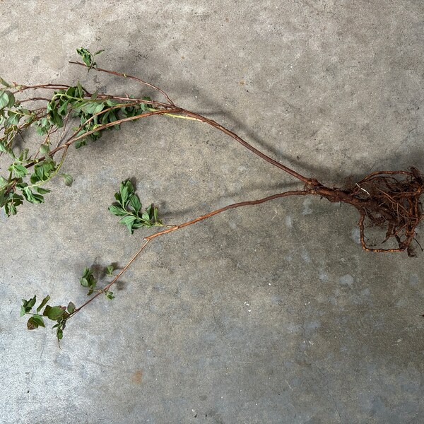 Salix Koriyanagi 'rubykins' - Korean Basket Willow - Etsy