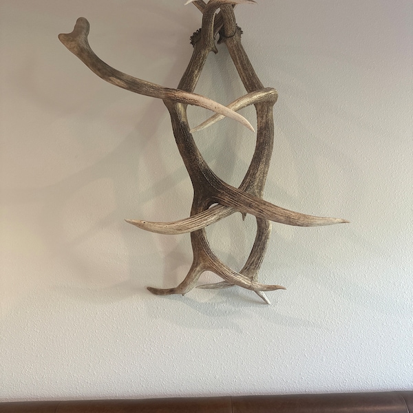 Elk Antler/shed Display Hanger - Etsy