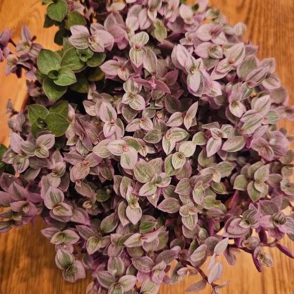 Callisia Repens, Pink Lady Plant, Pink Panther, Creeping Inch Plant ...