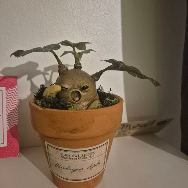 Mandrake With Pot - Hand Painted - Etsy