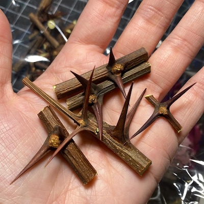 Yarrow Stalks, I Ching, Dried Yarrow, Yarrow Sticks,achillee Divination ...