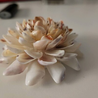Lily Seashell 'dried' Forever Flower Handmade With Natural Florida ...