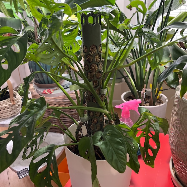 Modular Moss Pole - 1.75 in Diameter Extendable, Modular Pole, With Easy-watering Funnel - Etsy