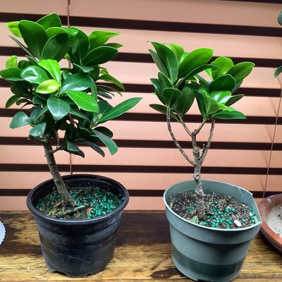 Variegated Mini Jade Bonsai Start Portulacaria Afra Grown in an 8 Pot ...