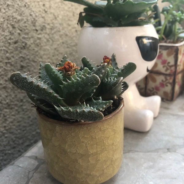 People Planter - "gamer" (#7) - Etsy