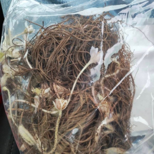 Vetiver LIVE PLANT Vetiver Zizanioides Ayurvedic Plant 4 Pot - Etsy