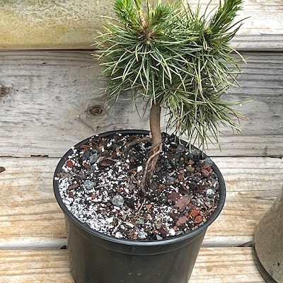 Bristlecone Pine. Pinus Aristata. Natural Dwarf. Young Tree Ready for ...