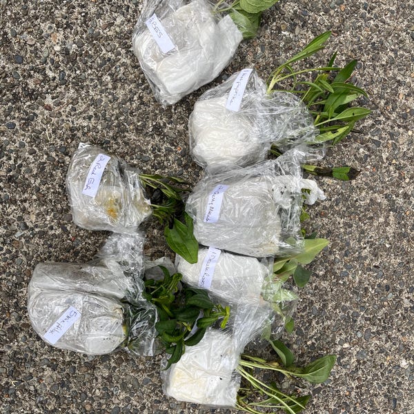 5 Mixed Coreopsis Starter Perennials. Loves Sun. Super Easy to Grow ...